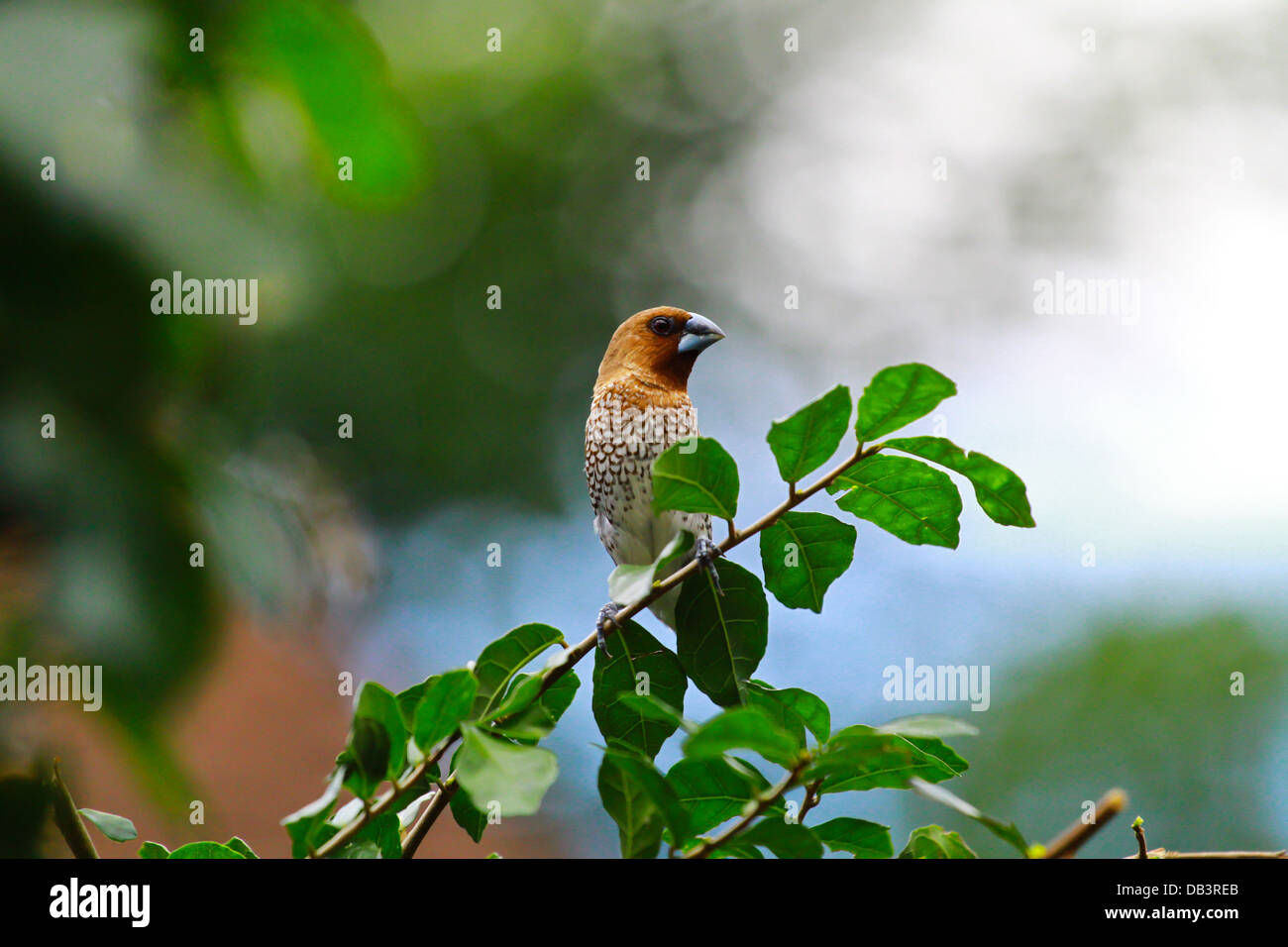 Little bird hi-res stock photography and images - Alamy