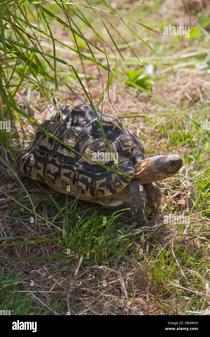 Carapace markings hi-res stock photography and images - Alamy