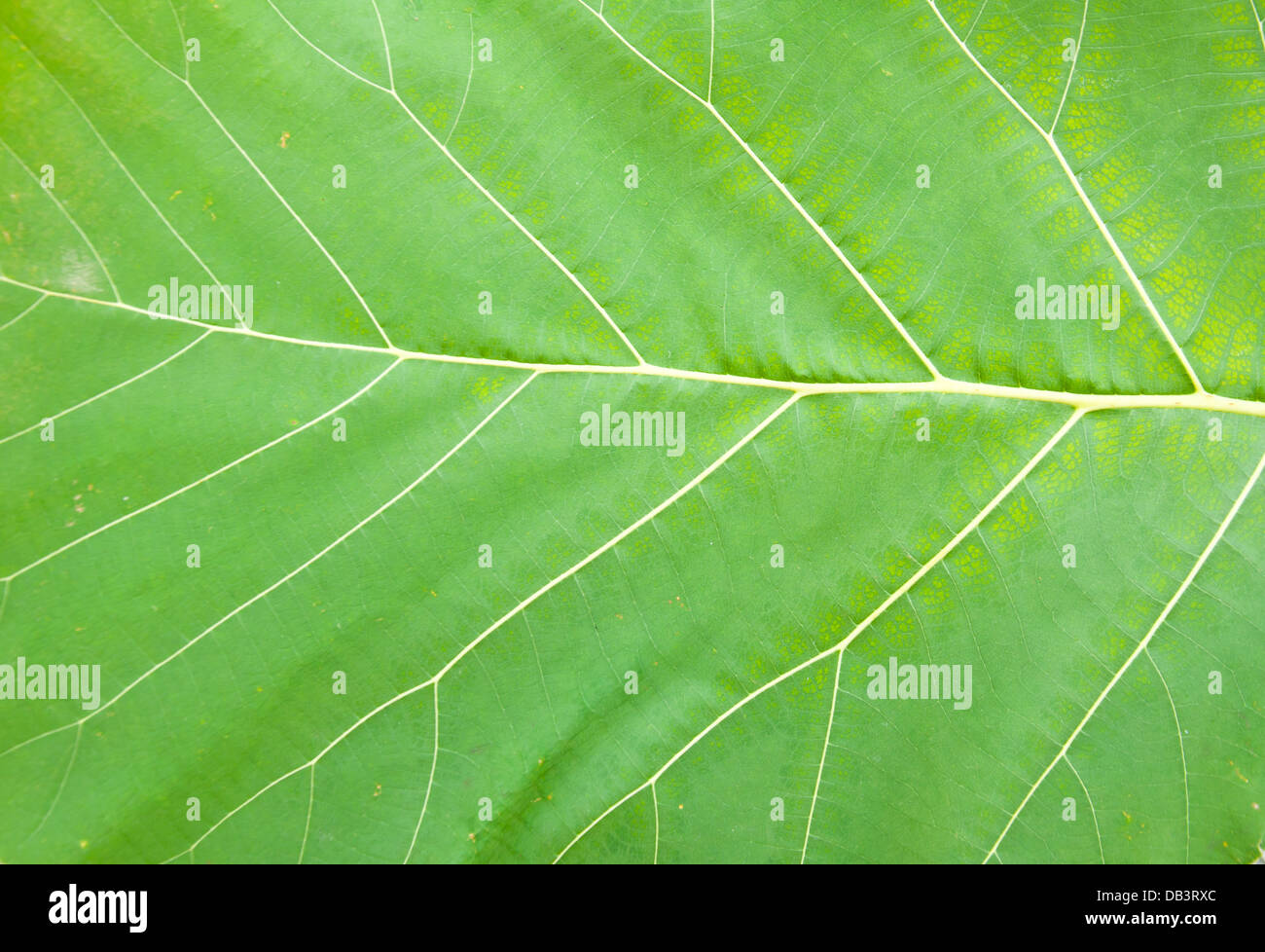teak wood leaf texture background Stock Photo - Alamy