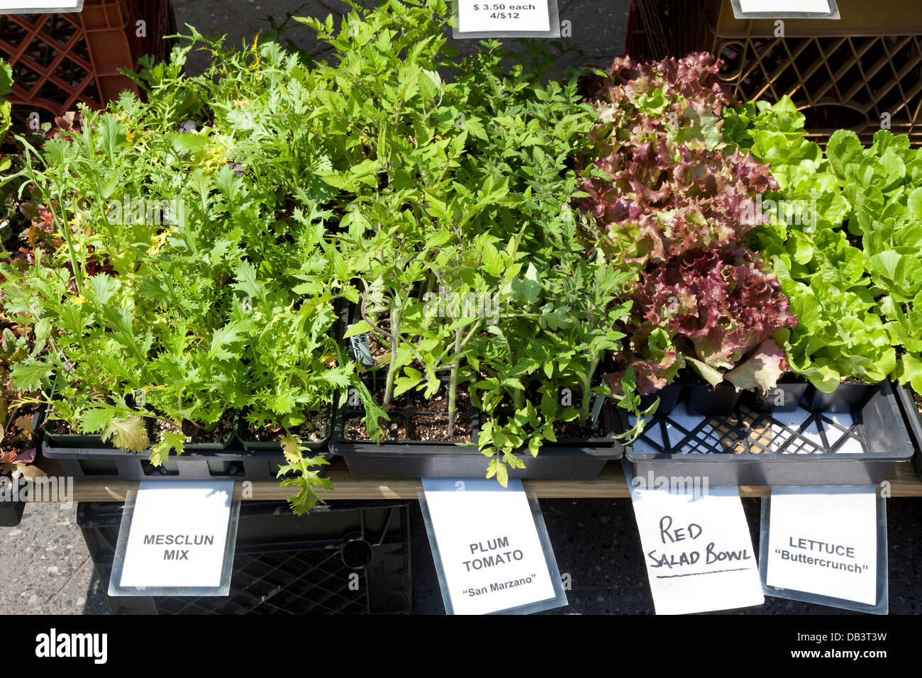 Vegatable plants for sale on Union Square greenmarket, New York City ...