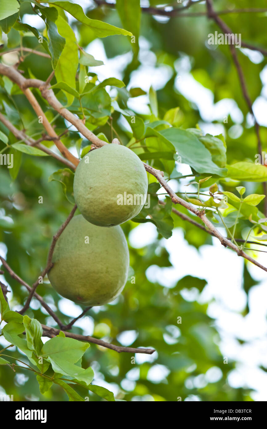 Bael leaf hi-res stock photography and images - Alamy