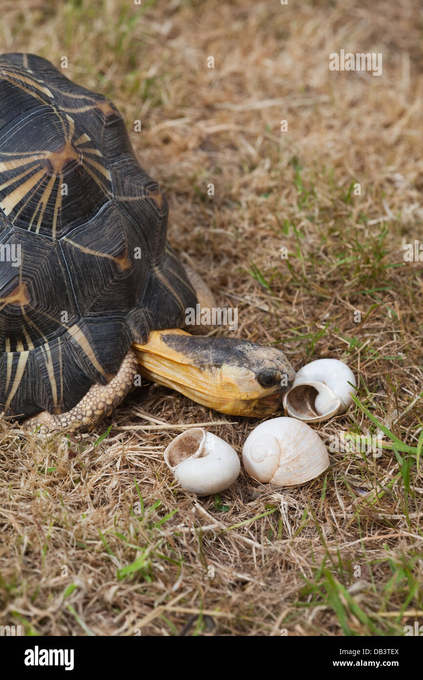 Radiated Tortoise (Astrochelys radiata). Eating empty shells of dead ...