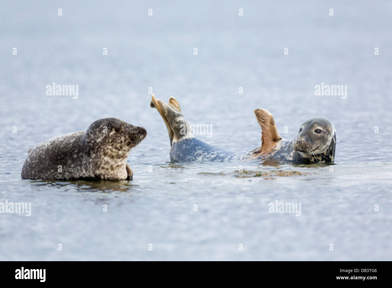 Grey flippers hi-res stock photography and images - Alamy