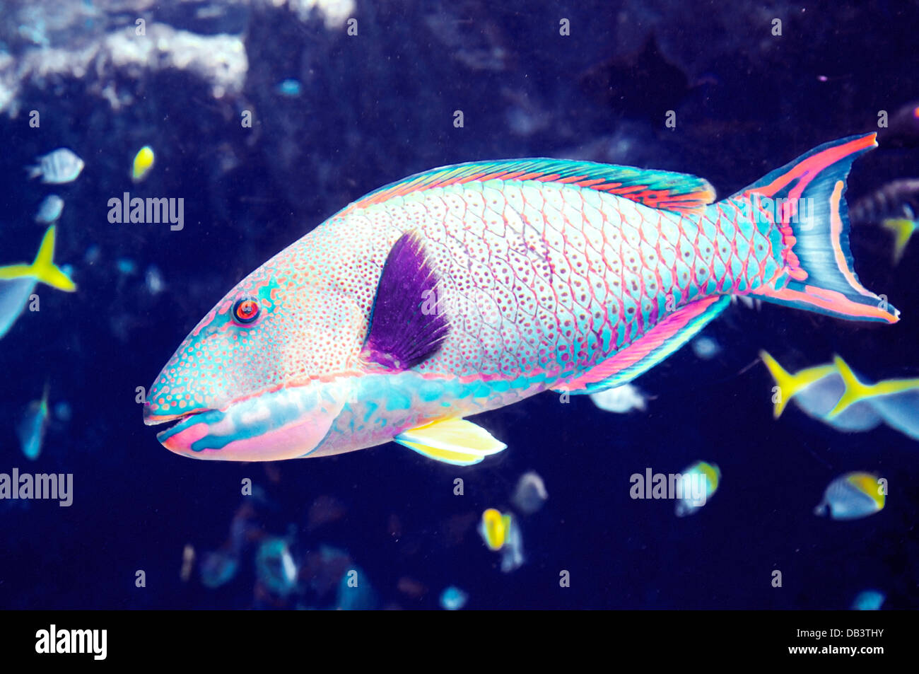 Large tropical fish underwater in a reef Stock Photo - Alamy