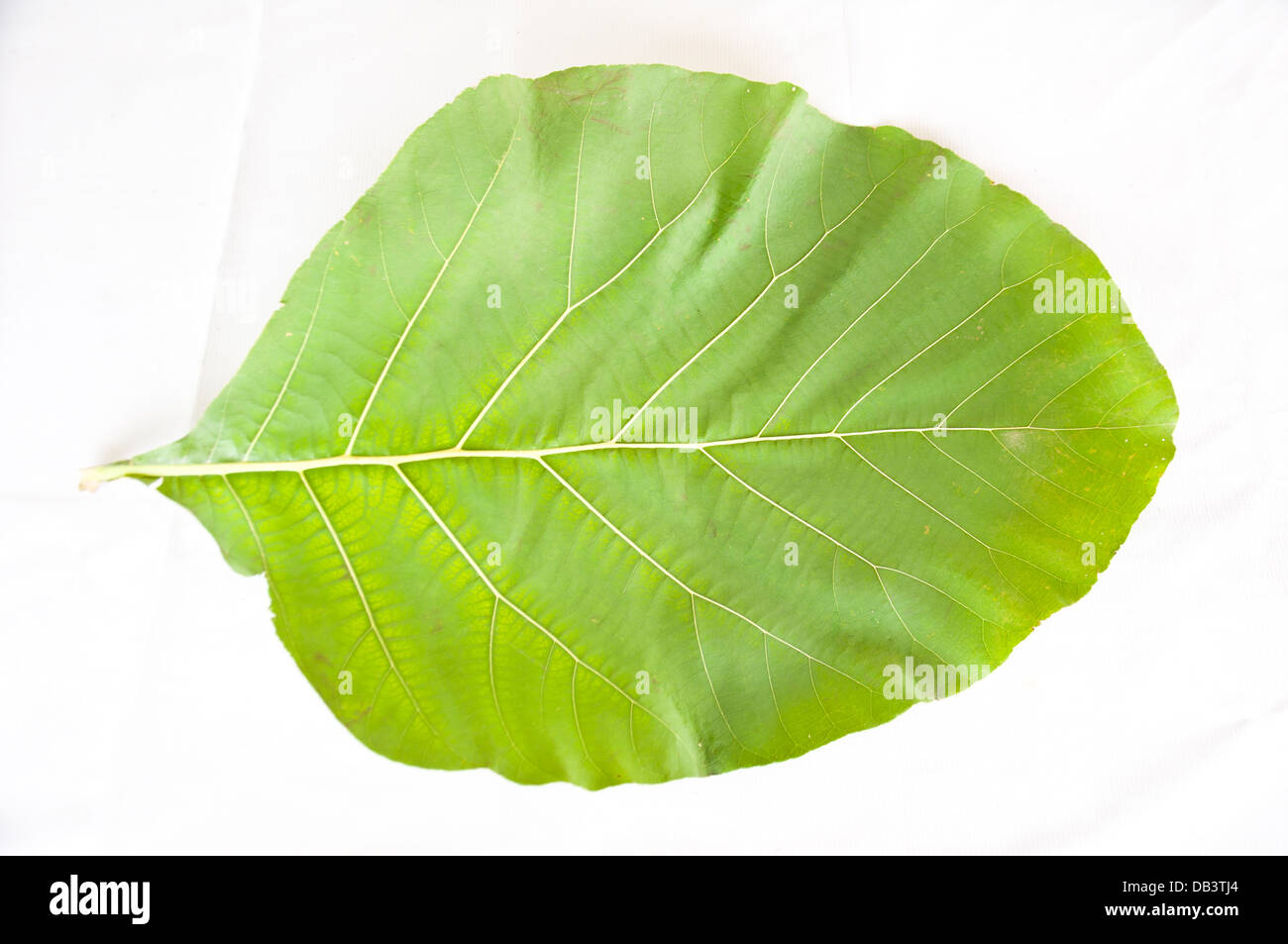teakwood leaf on white background Stock Photo - Alamy