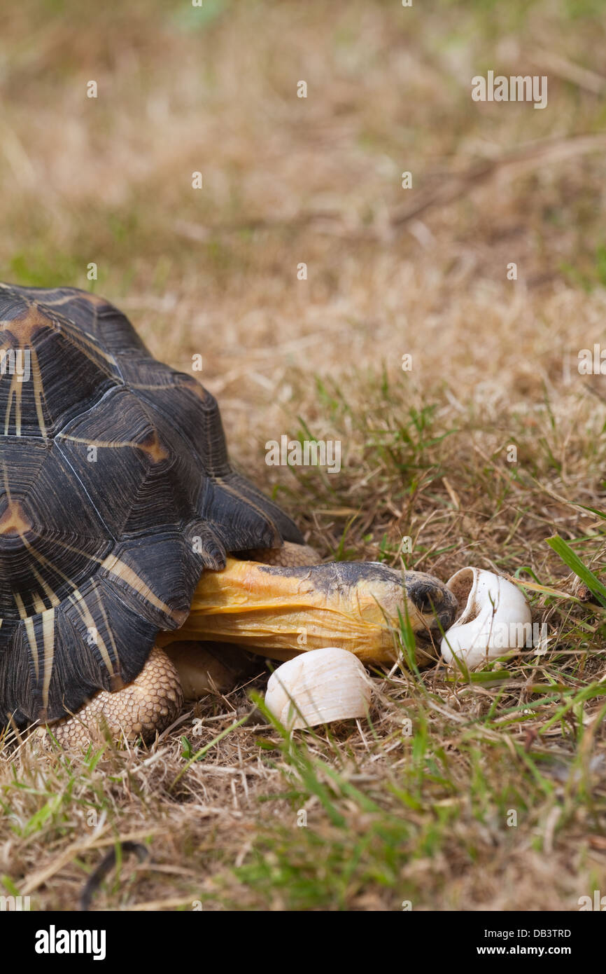 Radiated Tortoise (Astrochelys radiata). Seeking empty shells of dead ...
