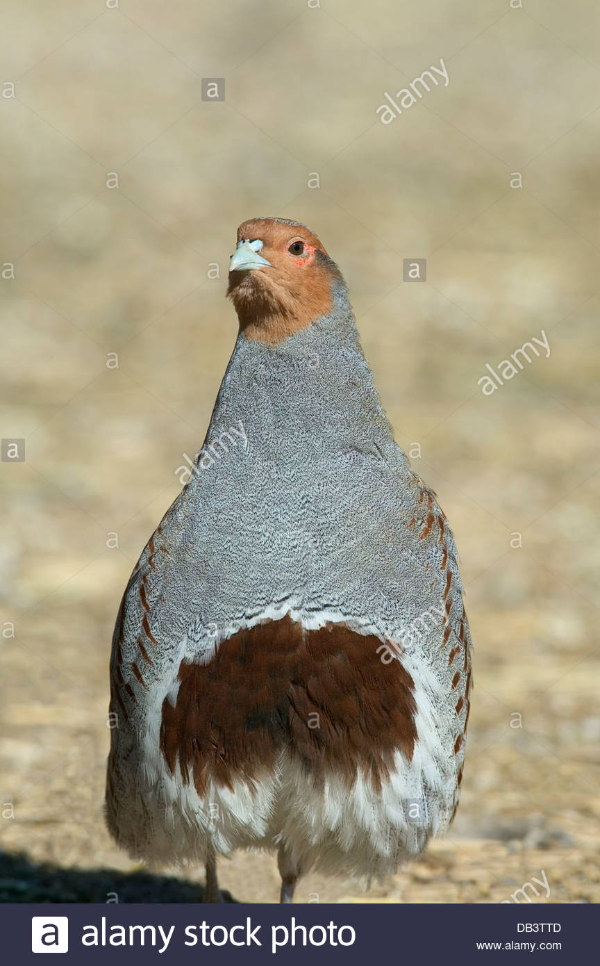 Hungarian Partridge Stock Photos & Hungarian Partridge Stock Images - Alamy