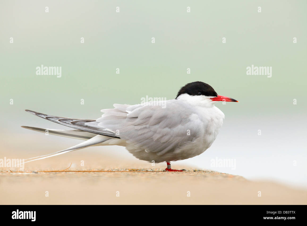 Tern sterna hirundo hi-res stock photography and images - Alamy