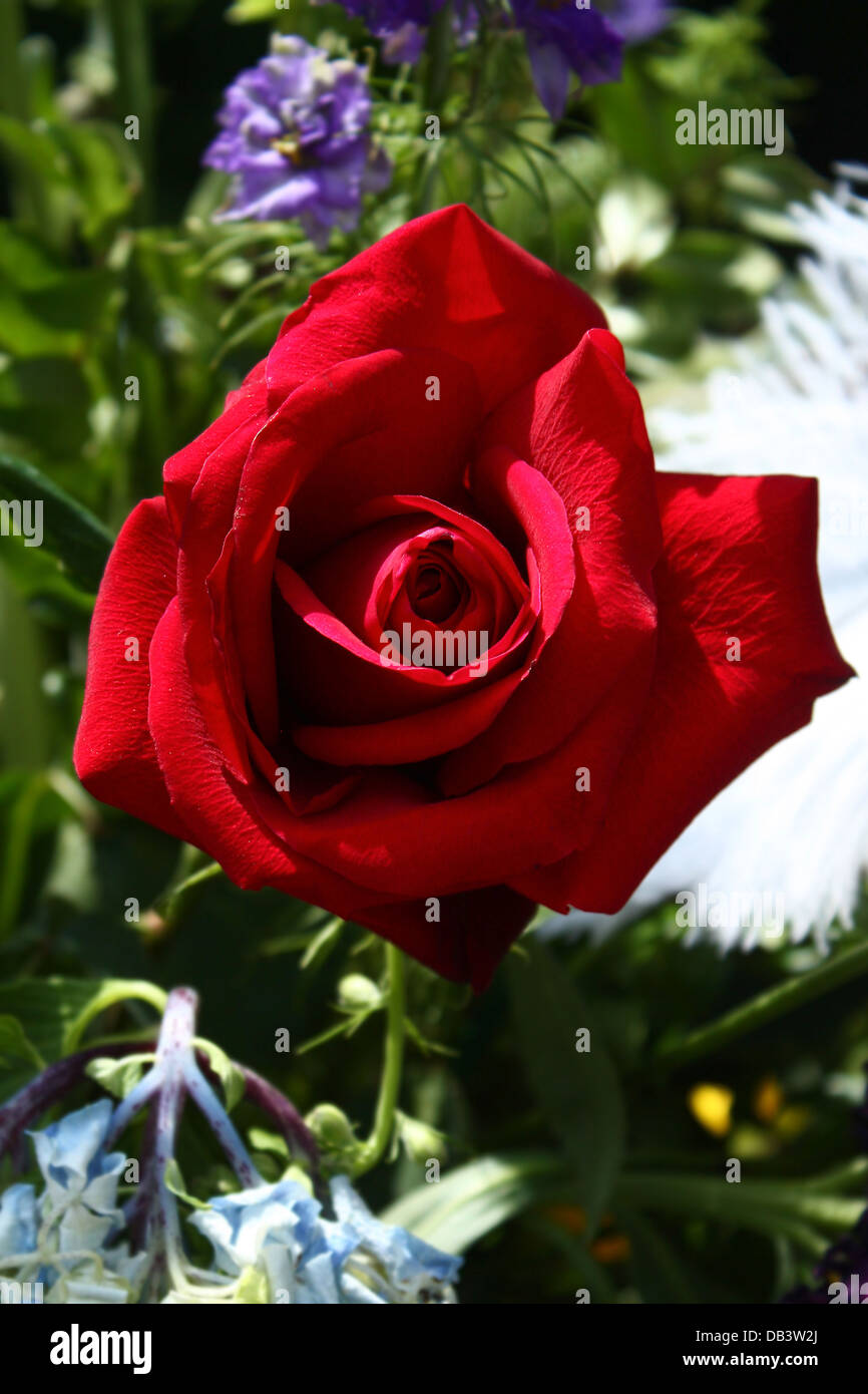 American Beauty Rose Stock Photo - Alamy