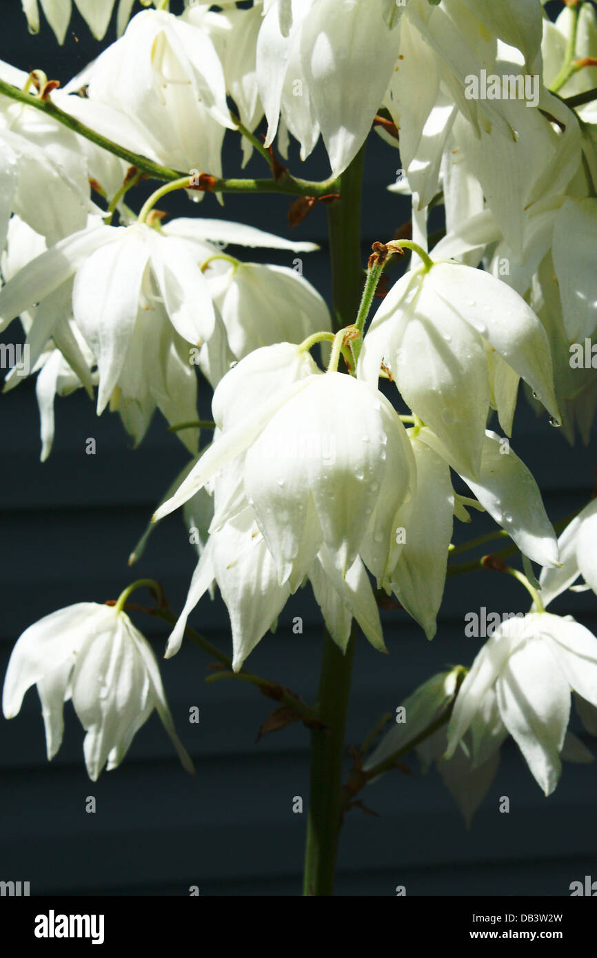 Yucca filamentosa garden hi-res stock photography and images - Alamy