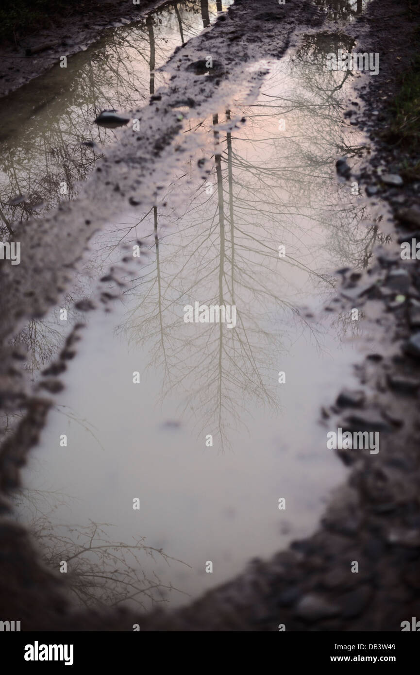 Bare winter trees reflected in a muddy puddle with wheel ruts at dusk ...
