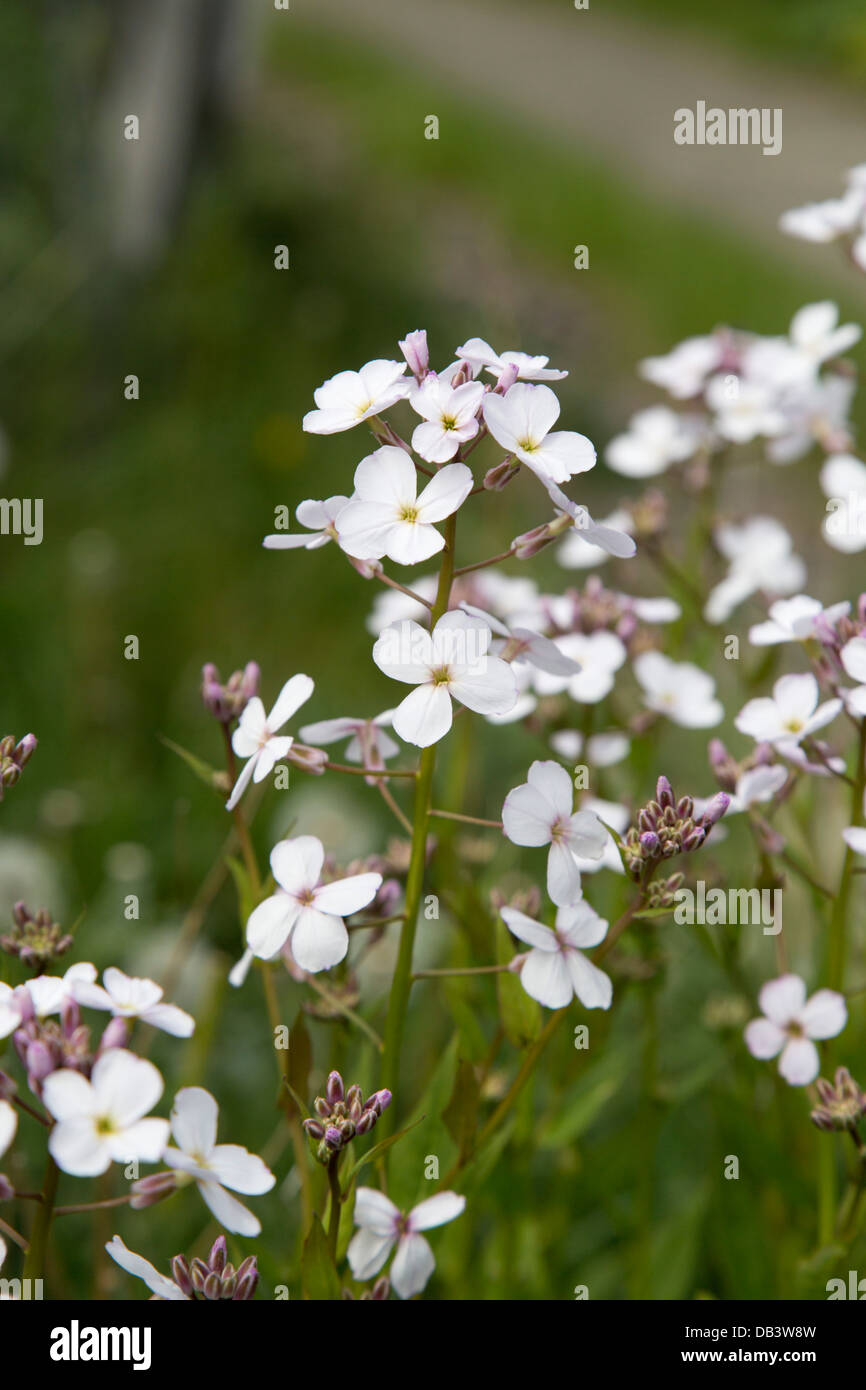 Dames Violet; Hesperis matronalis; Shetland; UK Stock Photo - Alamy