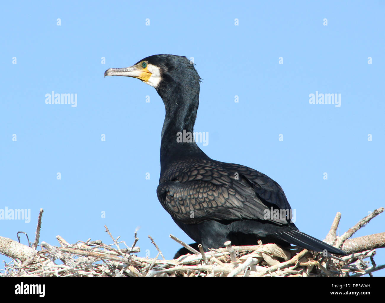 Portrait of a European great cormorant (Phalacrocorax carbo) sitting on ...