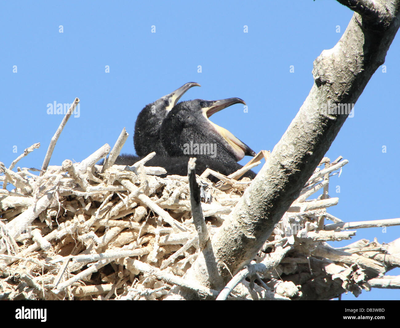 Portrait of a European great cormorant (Phalacrocorax carbo) youngster ...