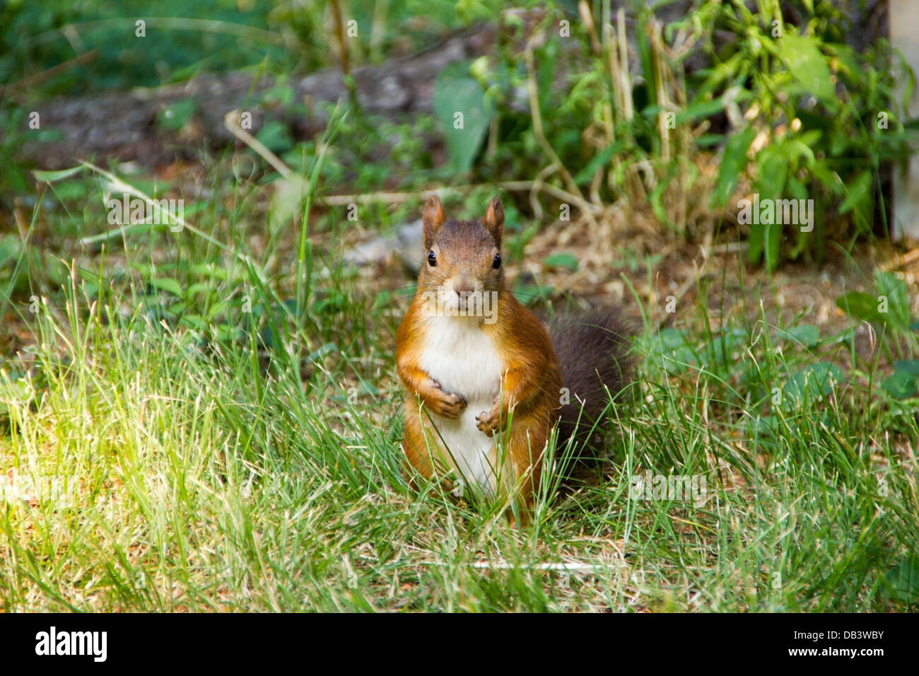 Watchful red squirrel looking at you Stock Photo - Alamy