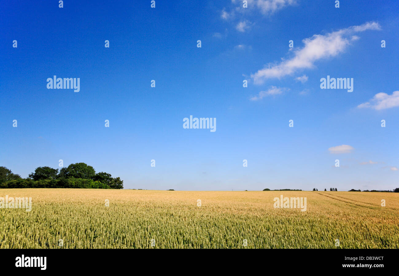 Norfolk field wheat sky hi-res stock photography and images - Alamy