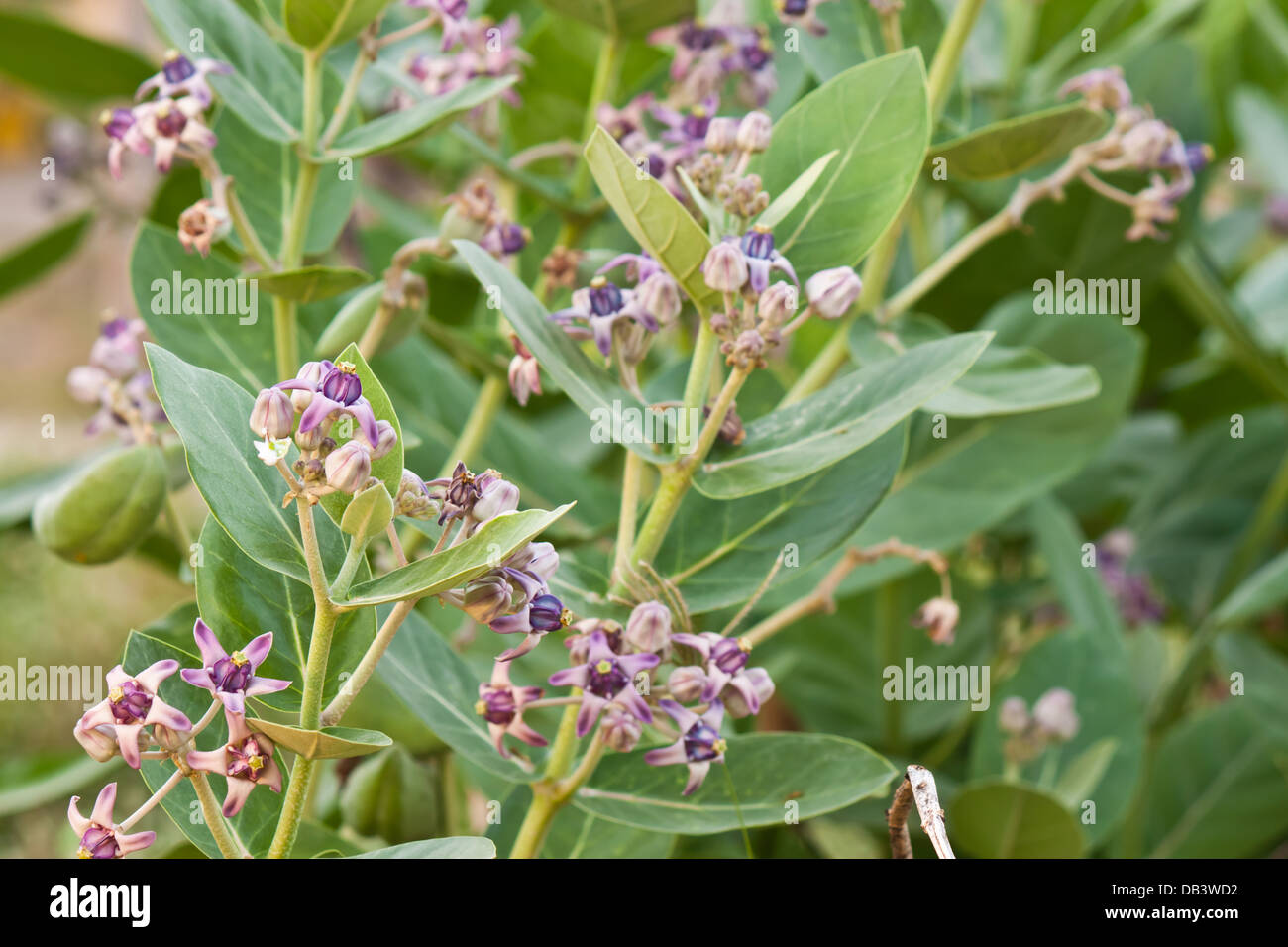 The crown flower hi-res stock photography and images - Alamy