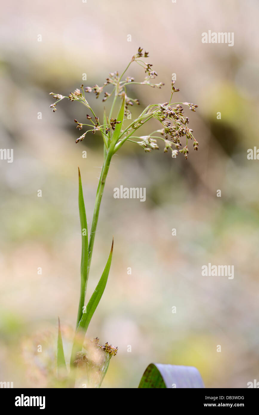 Greater Woodrush, Luzula sylvatica, Wales, UK Stock Photo - Alamy