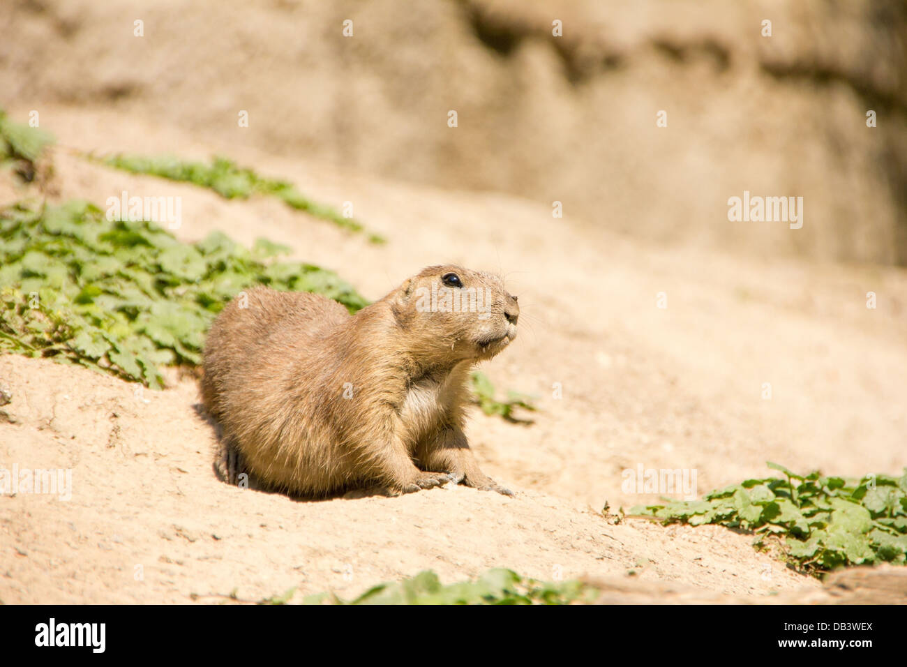 Cute marmot is on the lookout for danger Stock Photo - Alamy