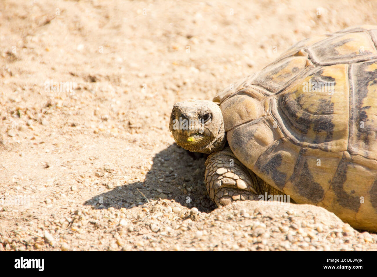 Angry turtle hi-res stock photography and images - Alamy