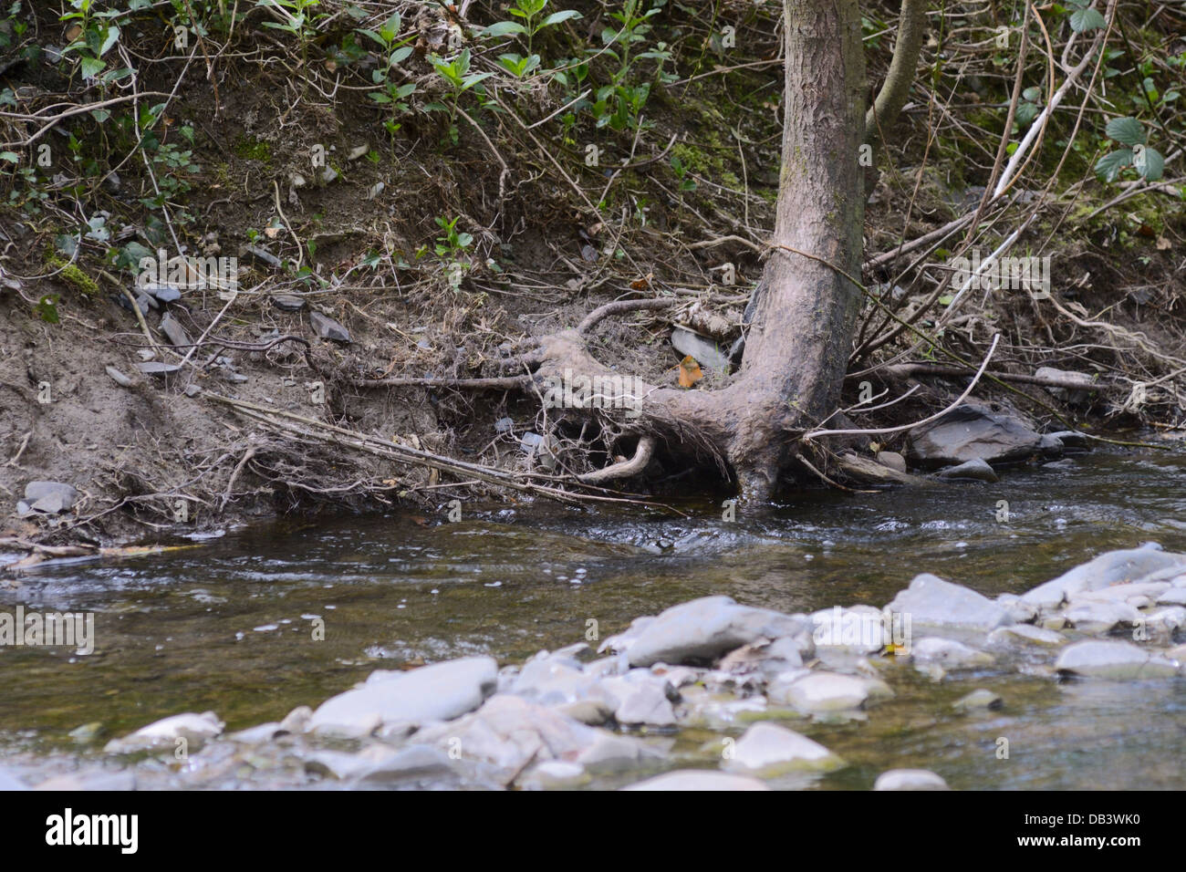 Erosion roots hi-res stock photography and images - Alamy