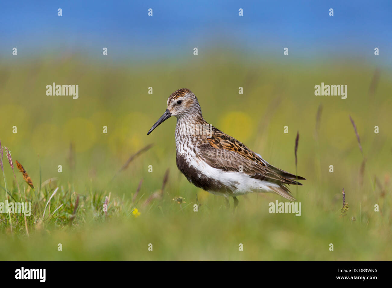 Summer Plumage High Resolution Stock Photography and Images - Alamy
