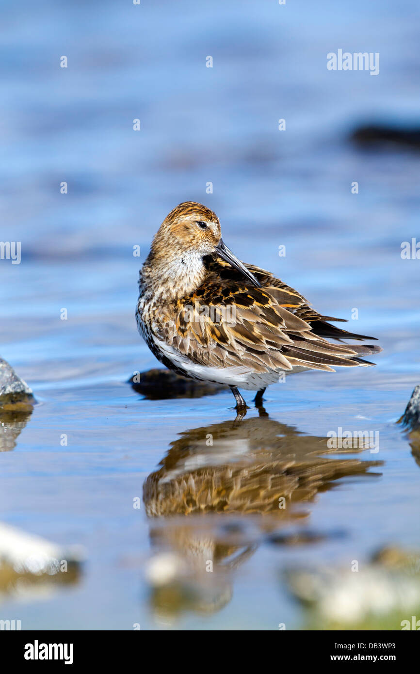 Summer plumage wader hi-res stock photography and images - Alamy