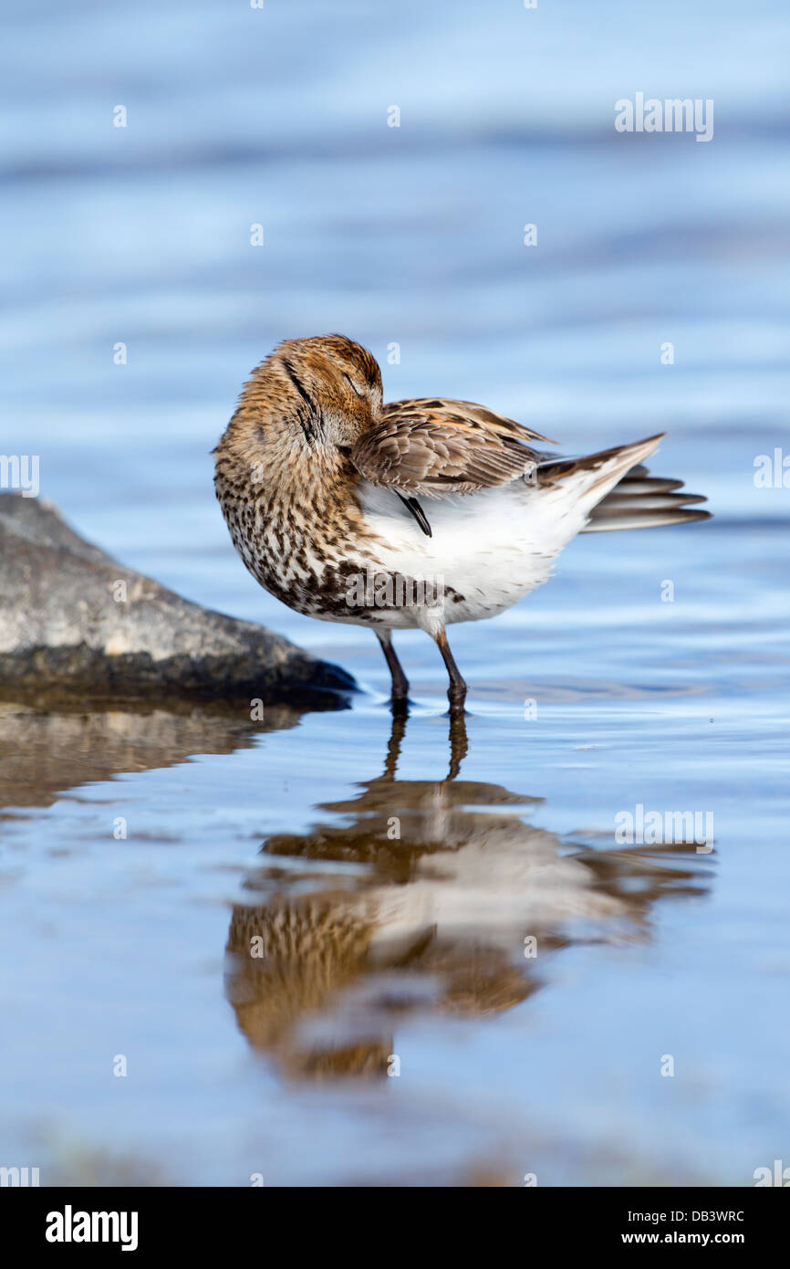 Dunlin; Calidris alpina; Summer Plumage; Preening; UK Stock Photo - Alamy