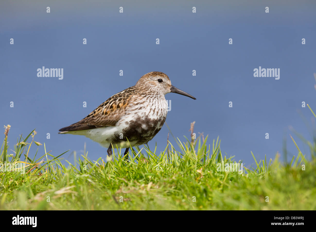 Summer plumage hi-res stock photography and images - Alamy