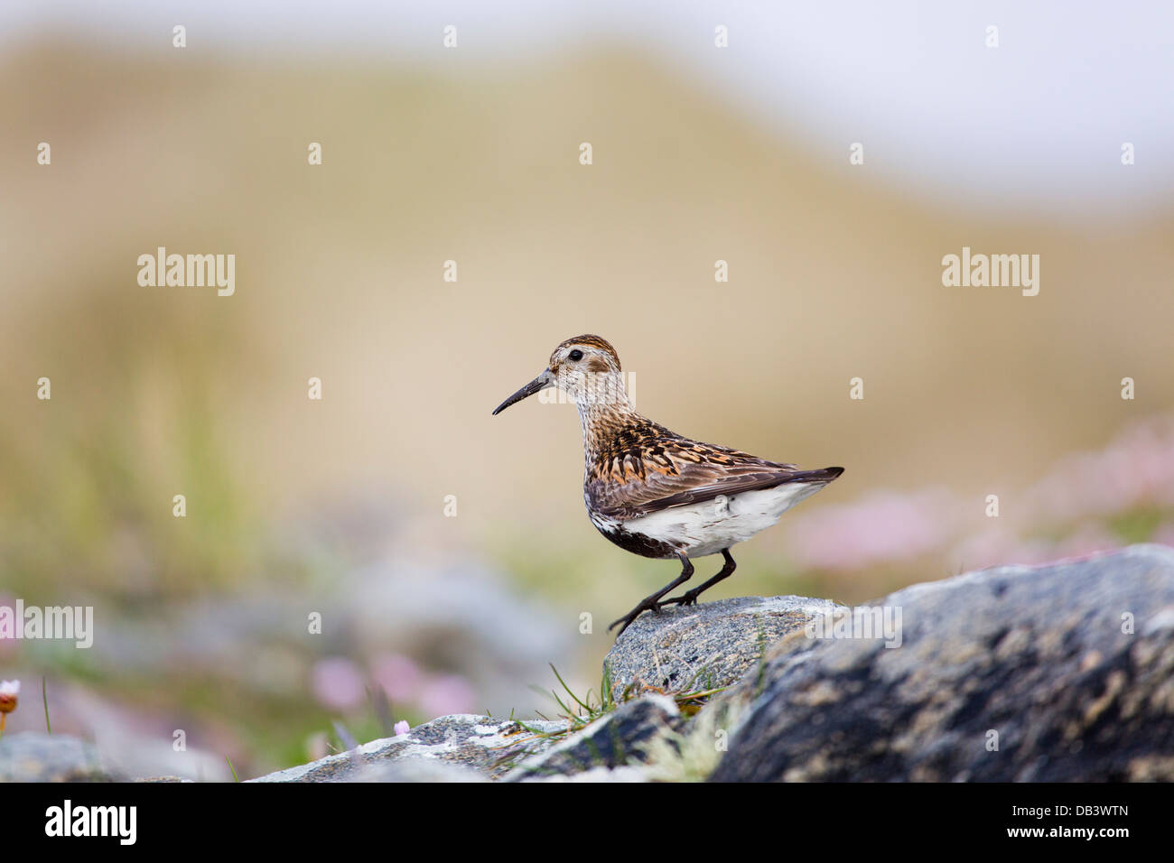 Summer plumage hi-res stock photography and images - Alamy