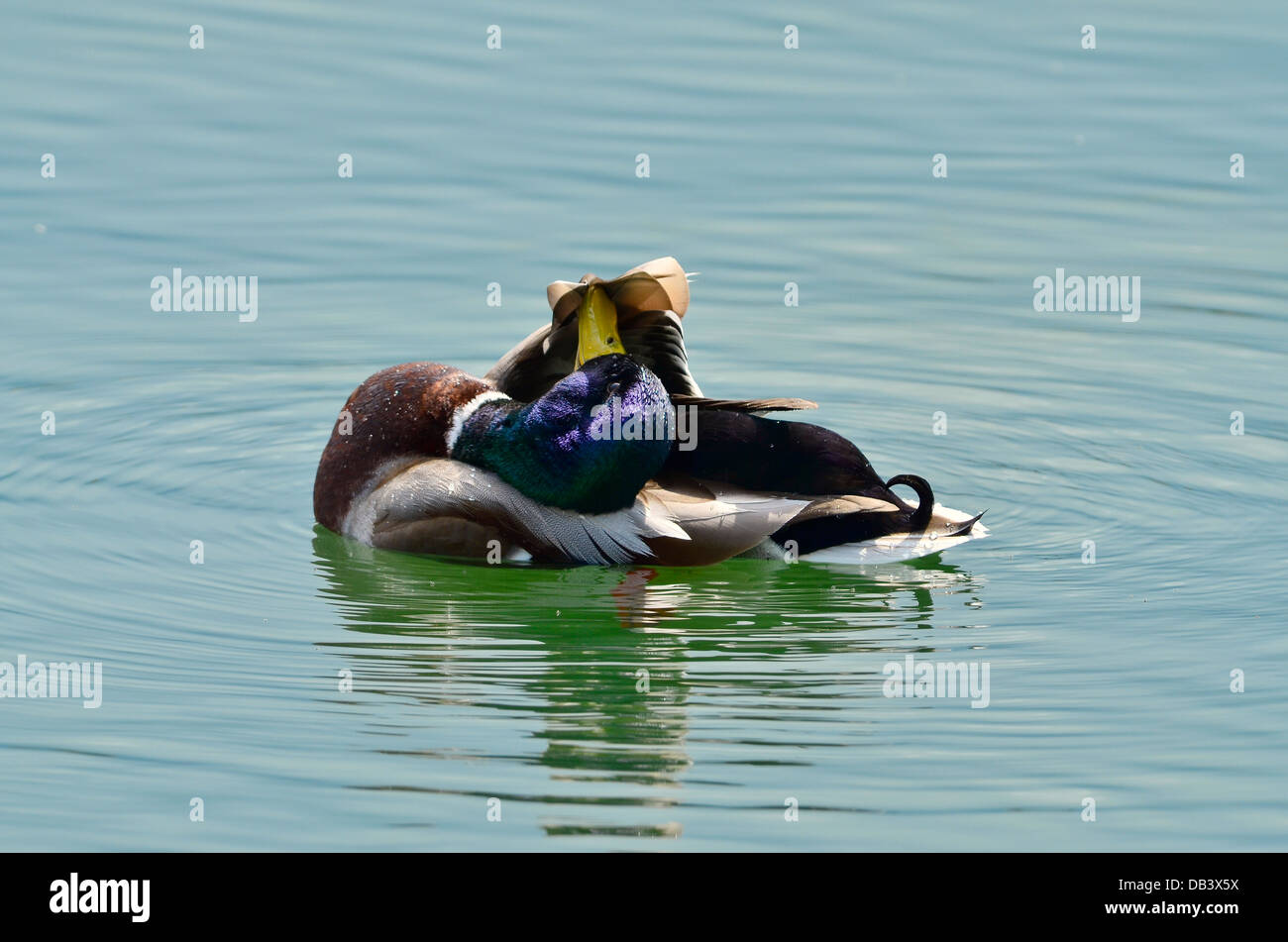 Mallard Duck Preening Feathers High Resolution Stock Photography and ...