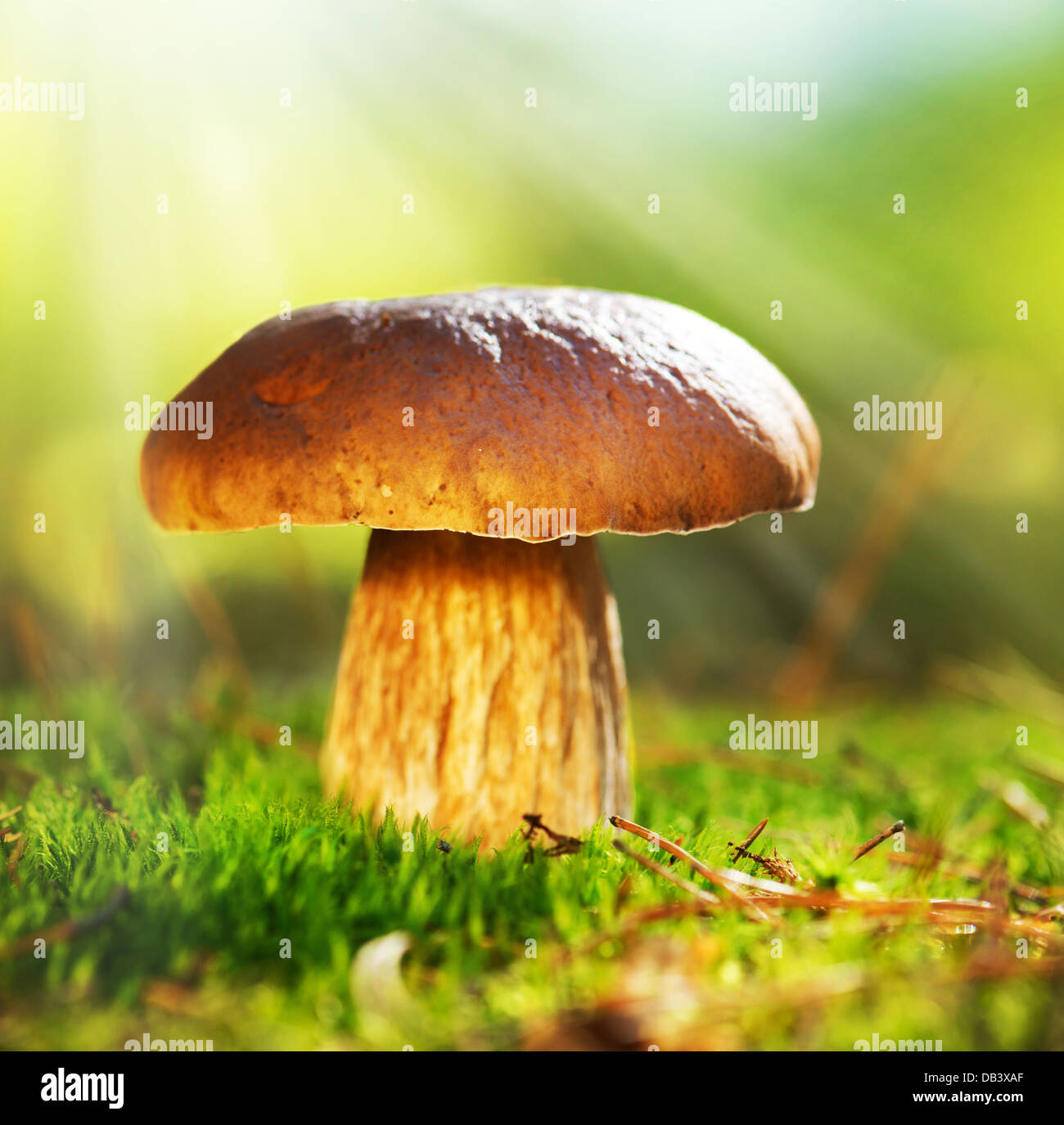 Cep Mushroom Growing in Autumn Forest. Boletus Stock Photo - Alamy