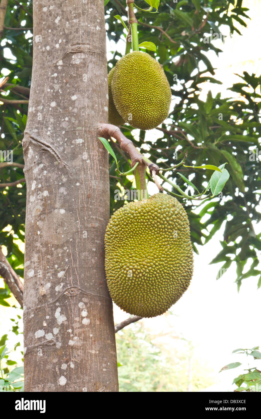 Spiked fruit hi-res stock photography and images - Alamy
