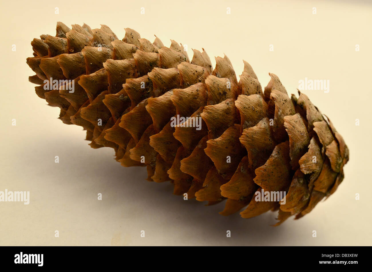 Pine cone scales hi-res stock photography and images - Alamy