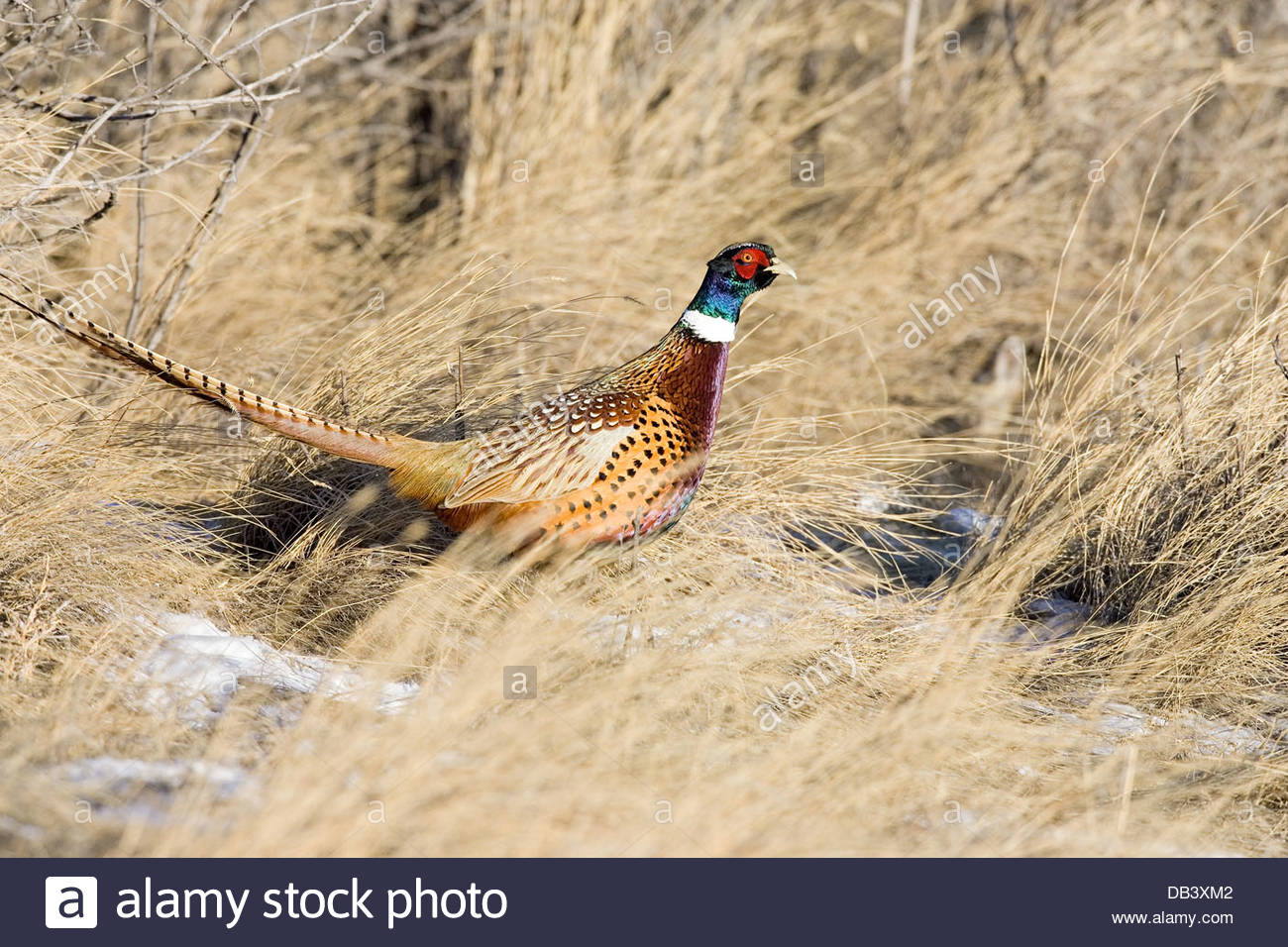 Pheasant Snow Stock Photos & Pheasant Snow Stock Images - Alamy