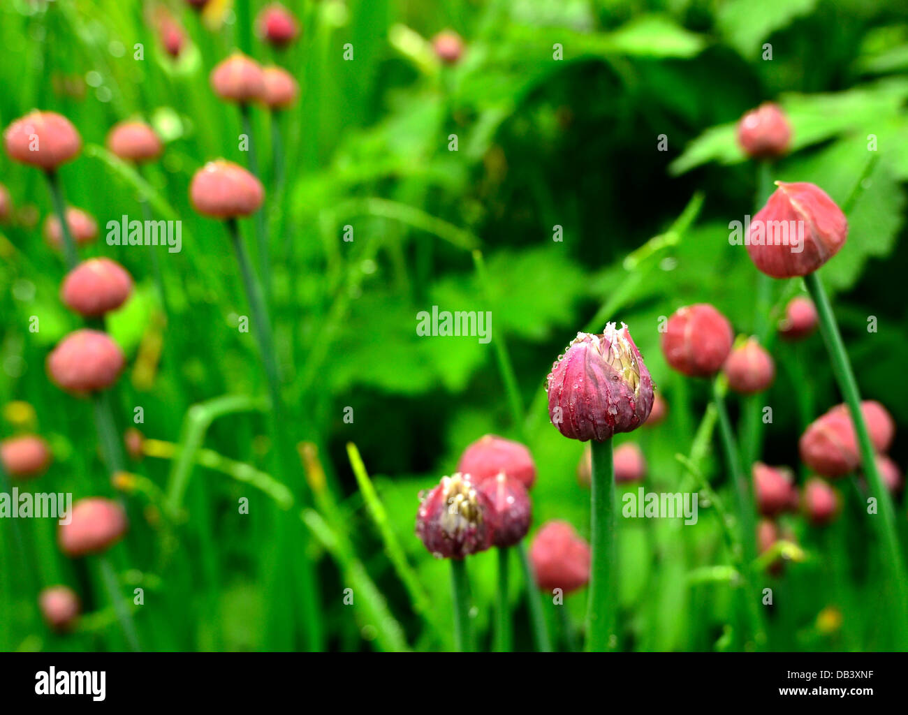 Pink flower heads hi-res stock photography and images - Alamy