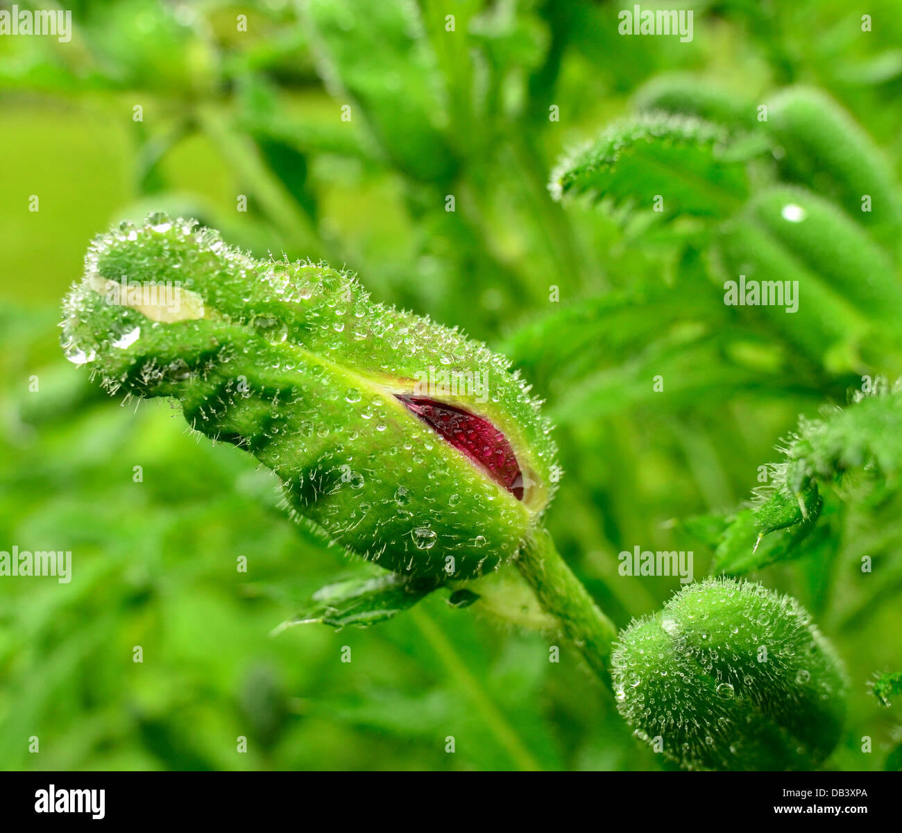 Giant ornamental Poppy flower bud with dew drops Stock Photo - Alamy