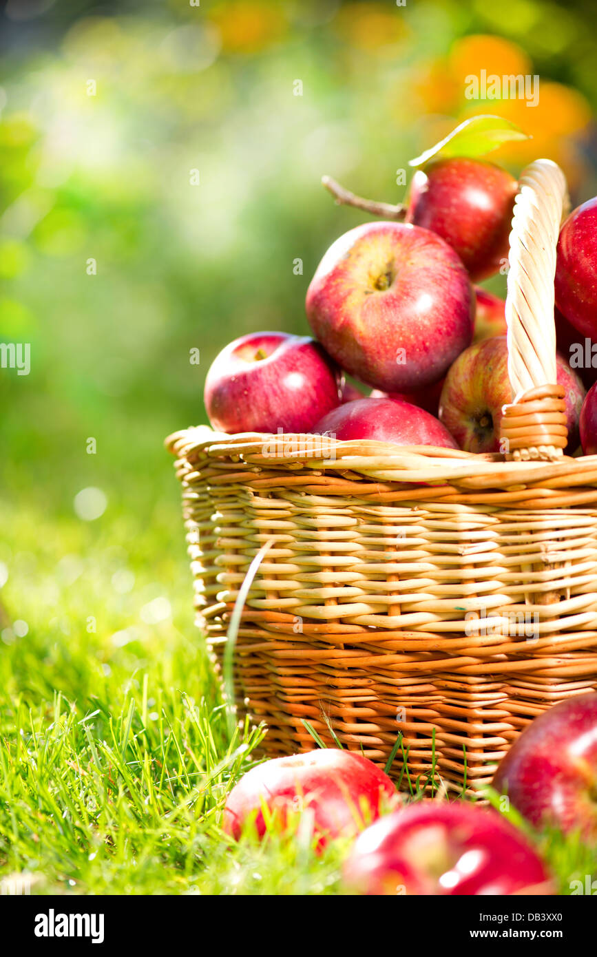 Organic Apples in the Basket. Orchard. Garden Stock Photo - Alamy