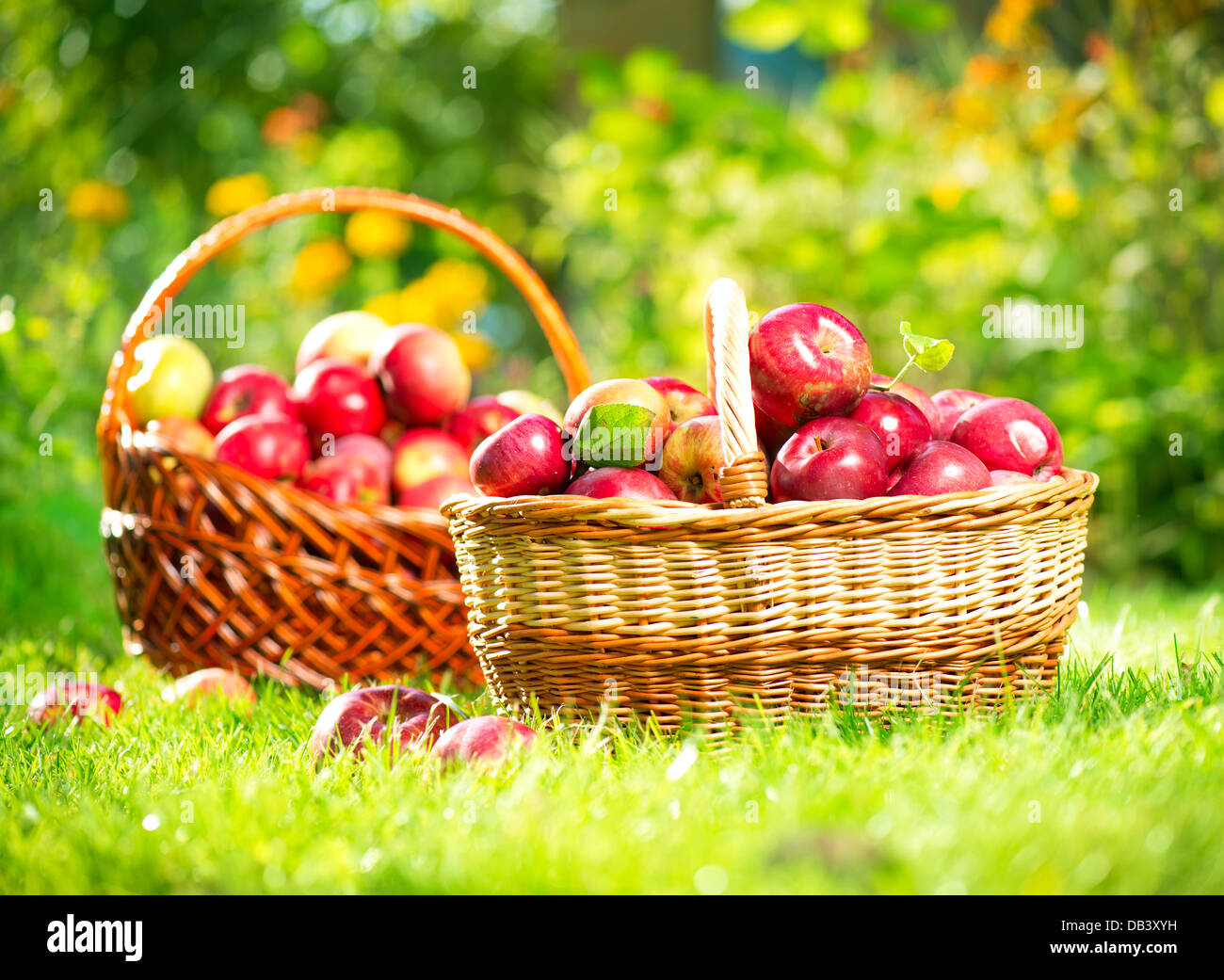 Red apple tree baskets hi-res stock photography and images - Alamy