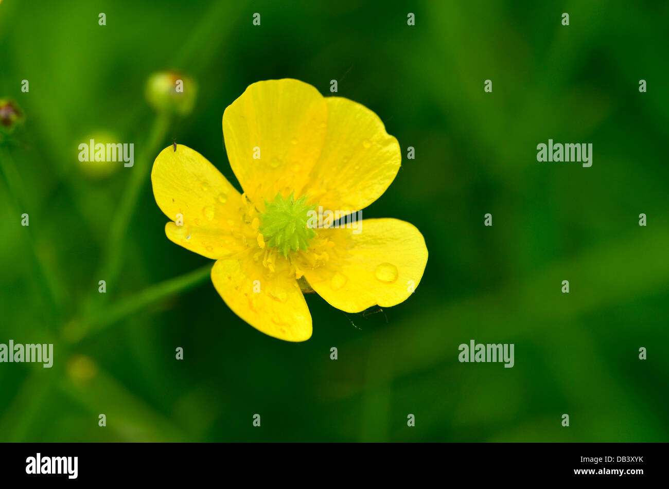 buttercup flower closeup Stock Photo - Alamy
