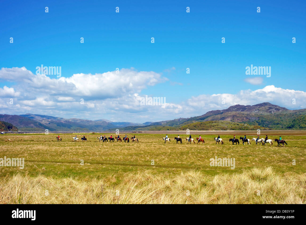 A long line of horses and ponies ride over fields dotted with sheep ...