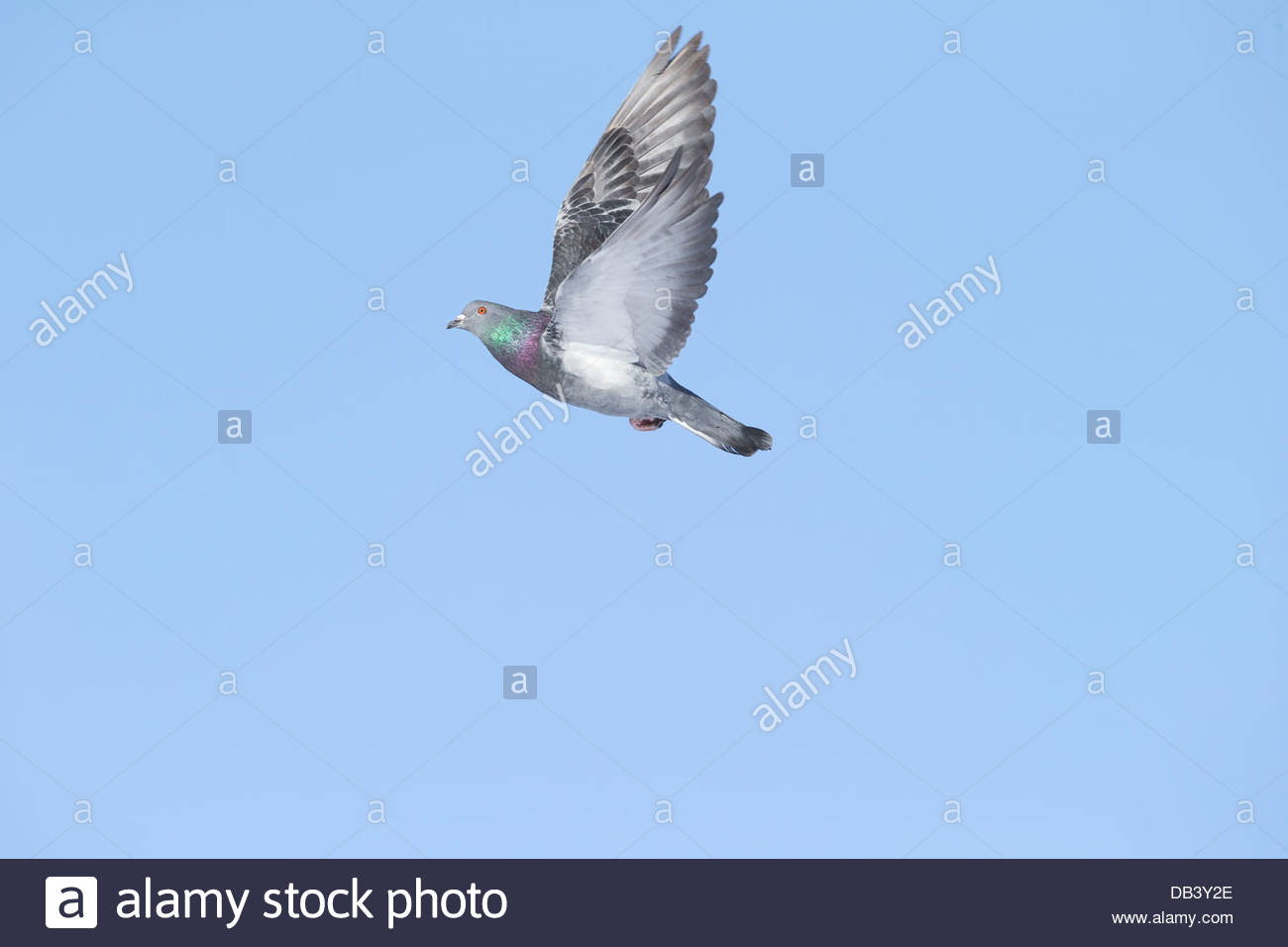 Rock Dove Stock Photos & Rock Dove Stock Images - Alamy