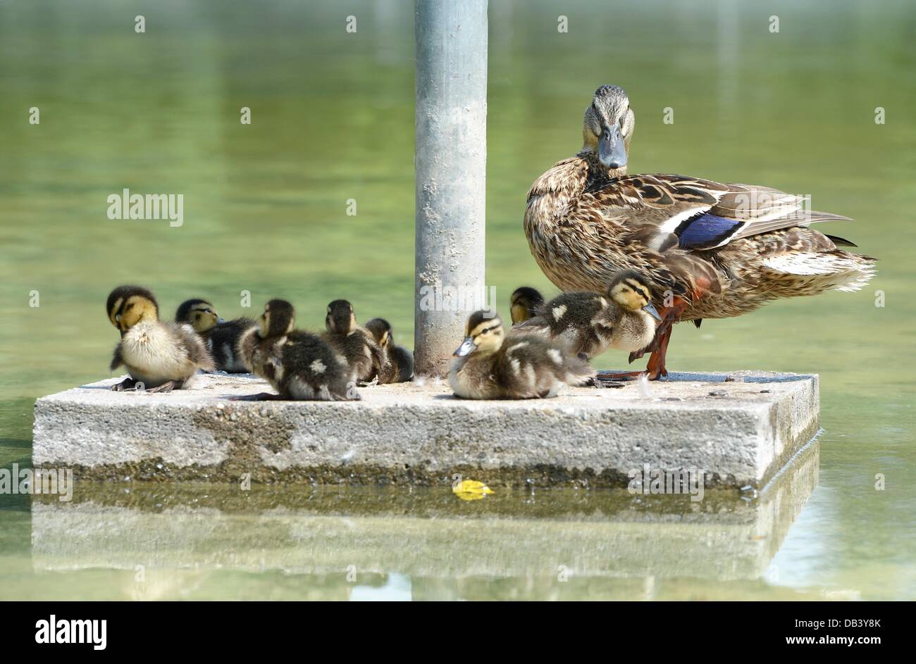 A family of ducks sits in the sunshine on a concrete slab in a pond in ...