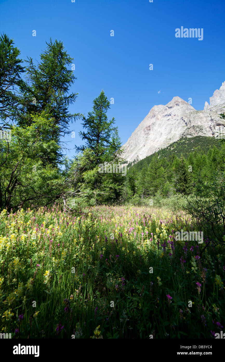 Alpine flora and natural plants and trees. Mont Blanc Stock Photo - Alamy