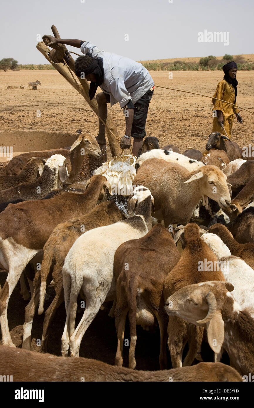 Tuareg herdsmen in village compound pulling up goatskin bag of water ...