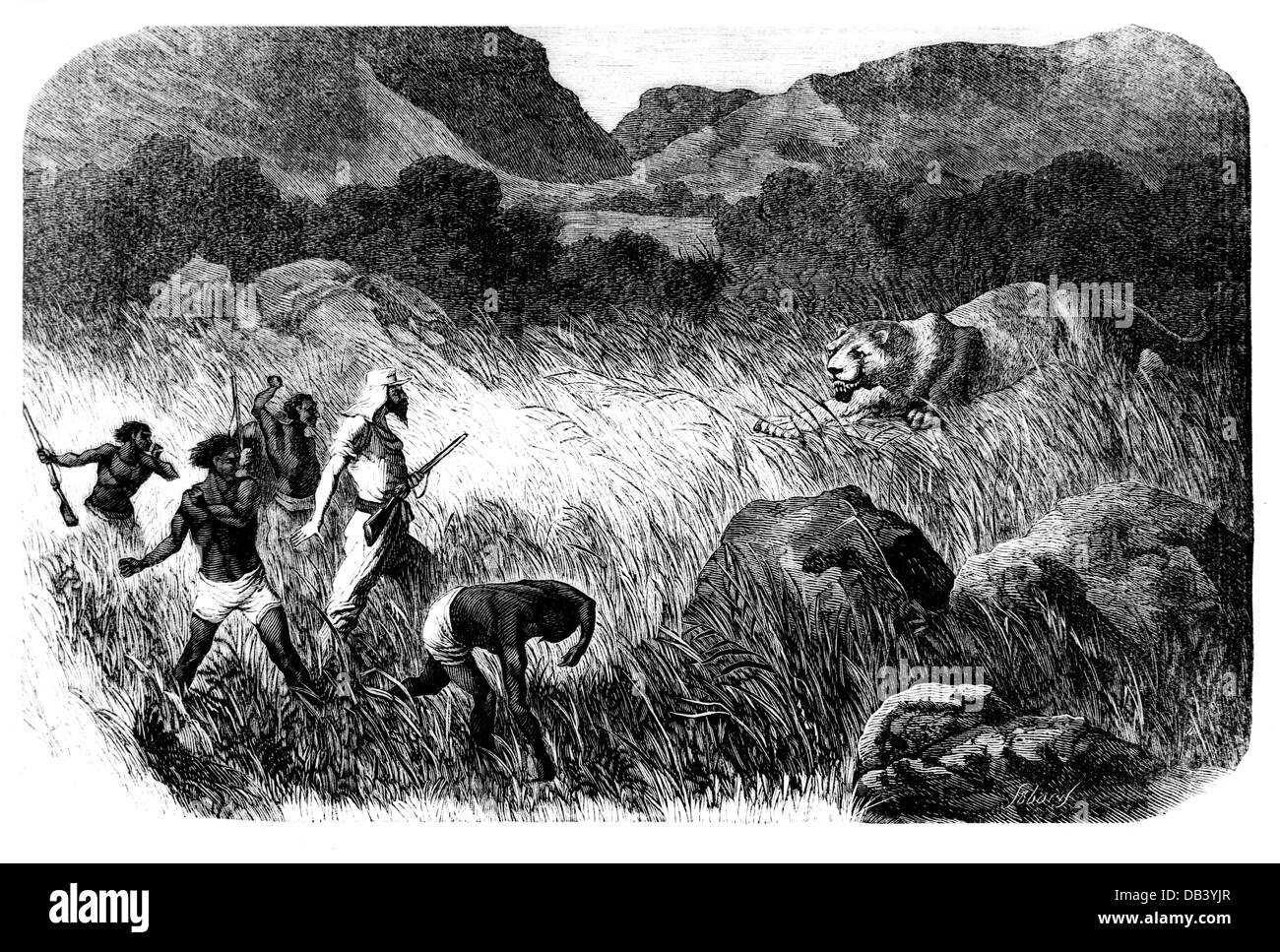 Lion hunt 19th century hi-res stock photography and images - Alamy
