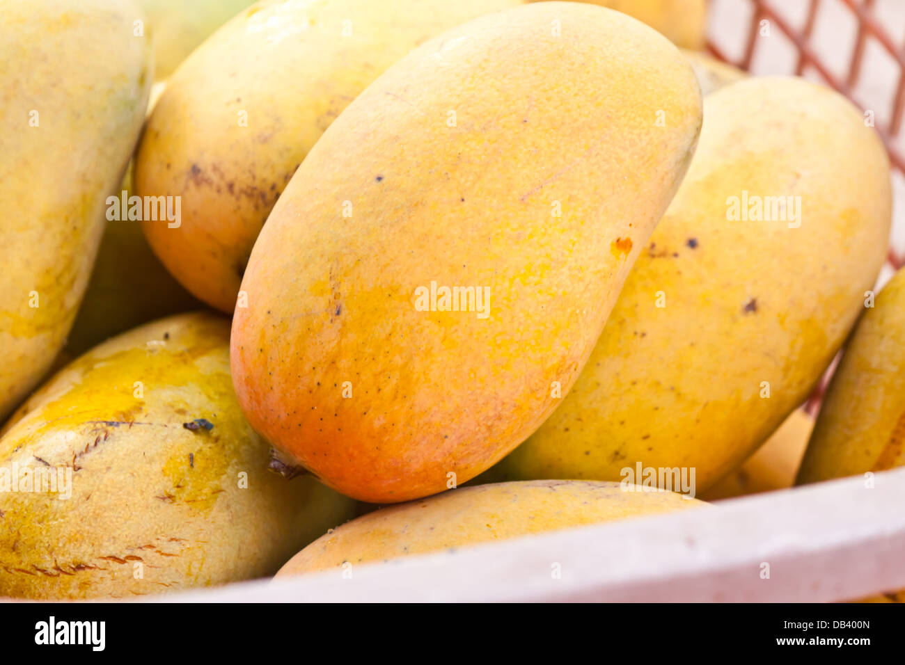 Ripe mango tree hi-res stock photography and images - Alamy