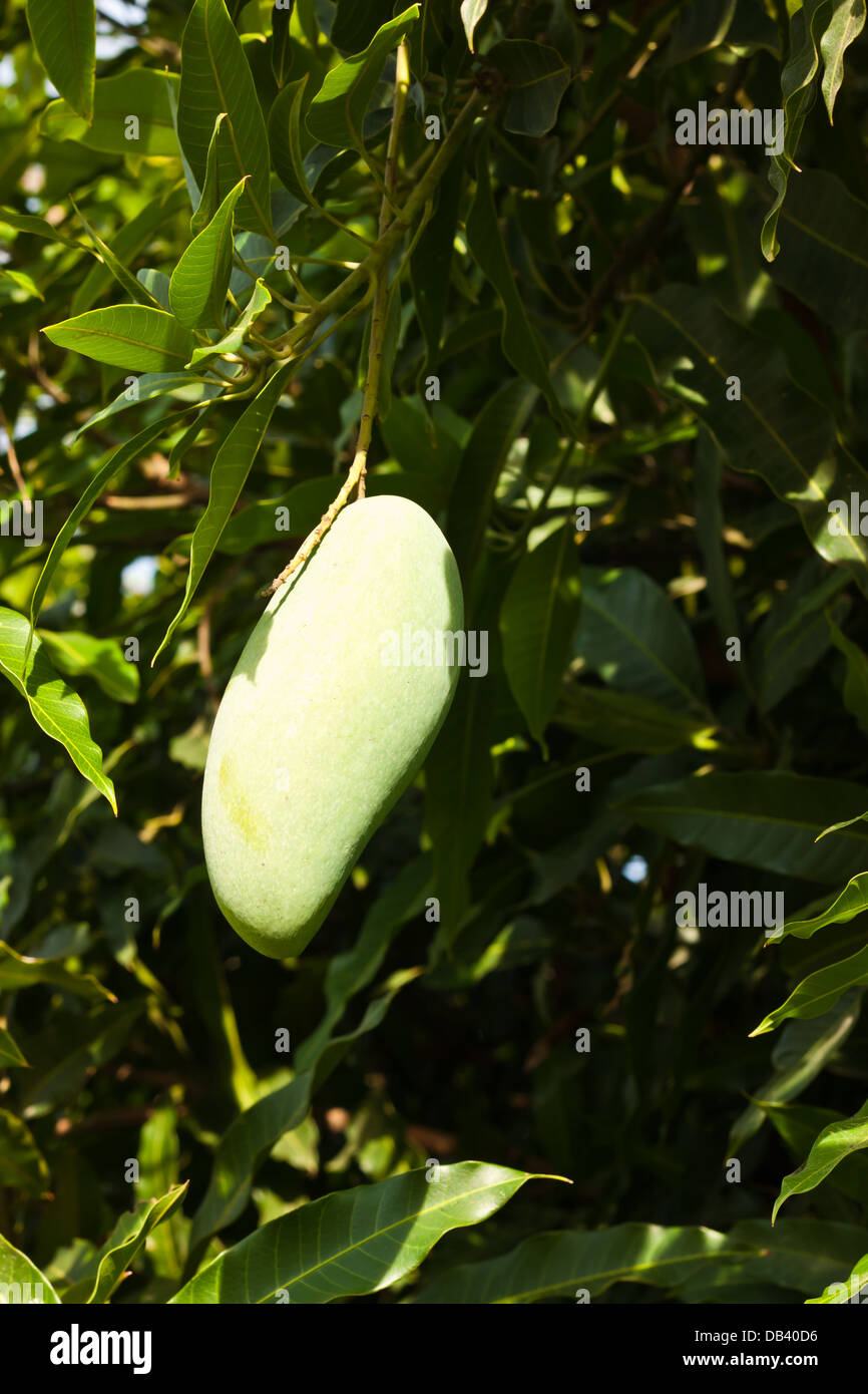 Full mango tree hi-res stock photography and images - Alamy