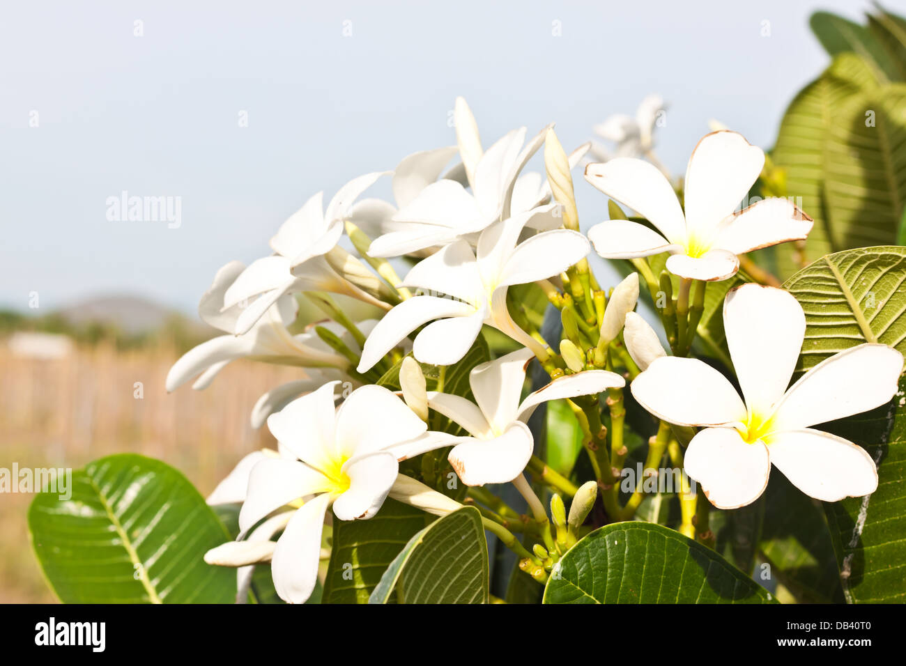 White frangipani hi-res stock photography and images - Alamy