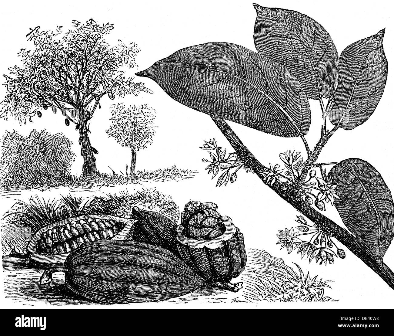 Mallow plants Black and White Stock Photos & Images - Alamy